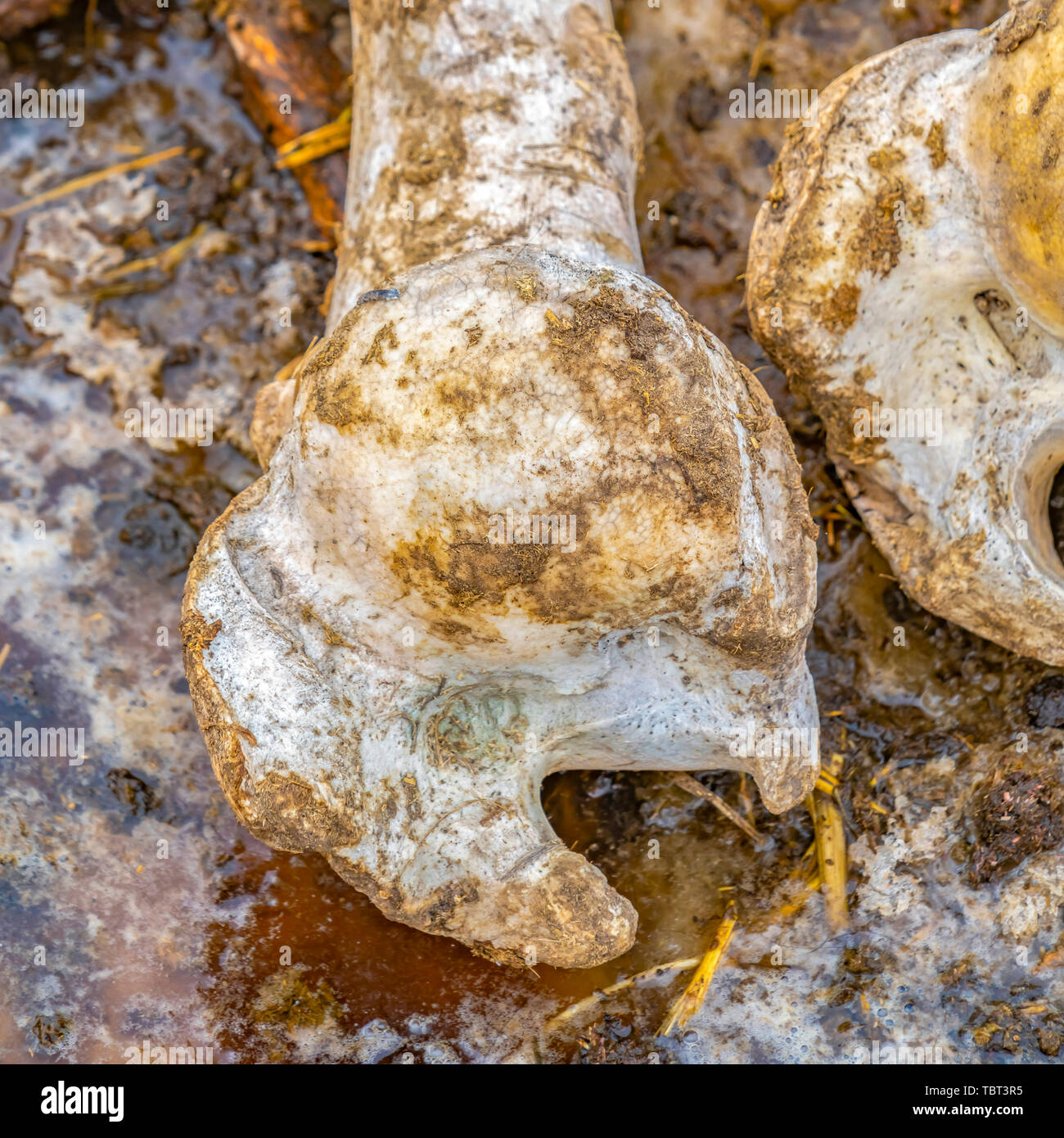 Square Close up view of old and rigid bone of a dead animal Stock Photo ...