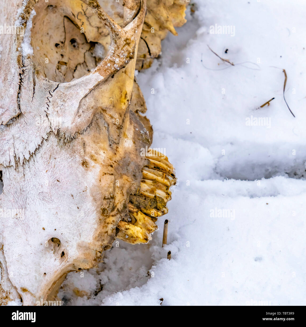 Square Close up of the deteriorated skull of an animal viewed in winter ...
