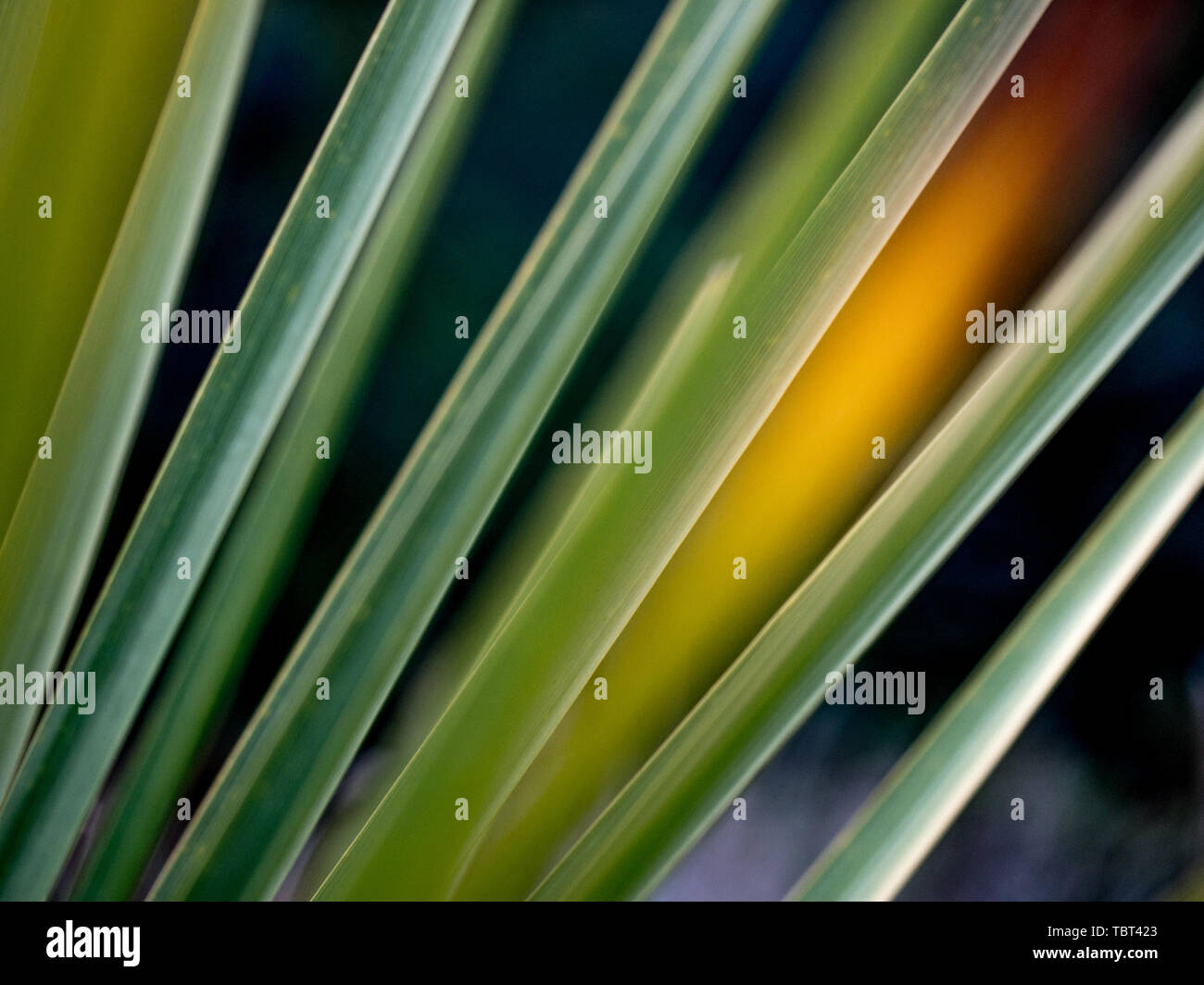 Cabbage tree cordyline australis hi-res stock photography and images ...
