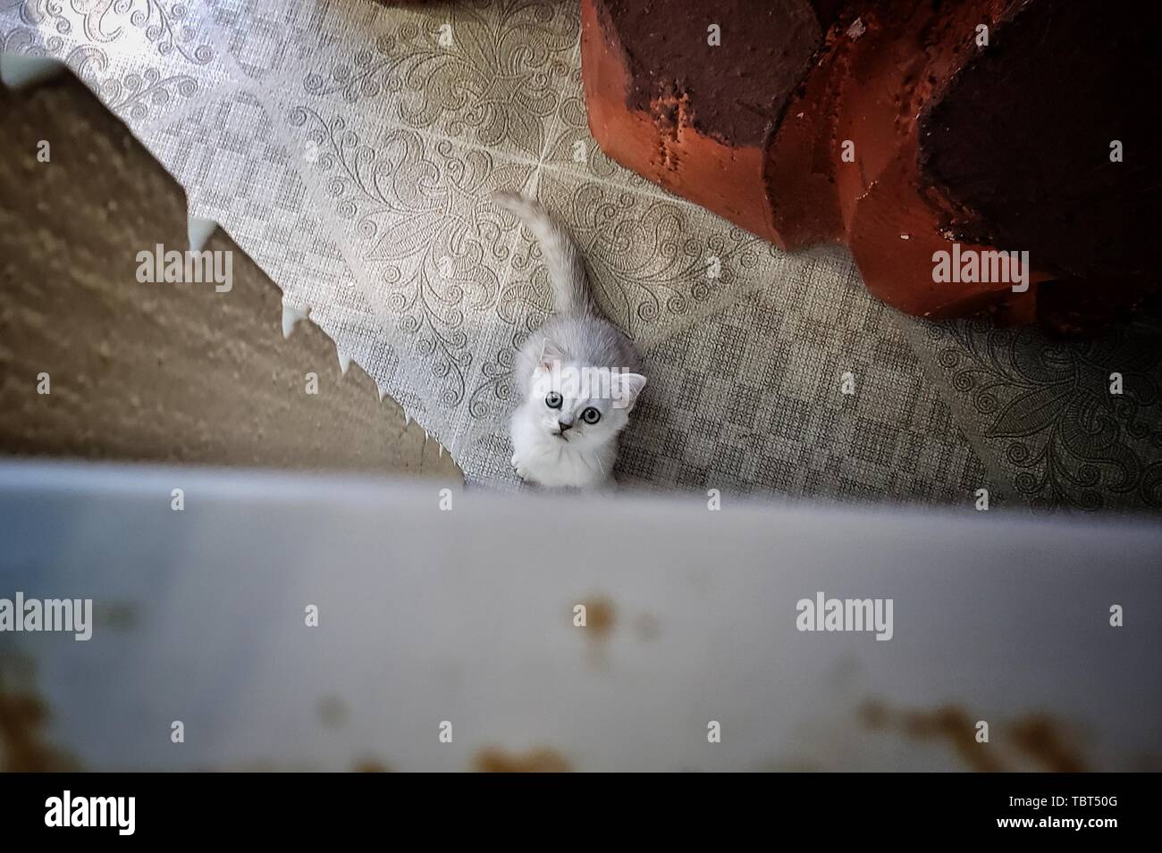 Hey kitty hi-res stock photography and images - Alamy