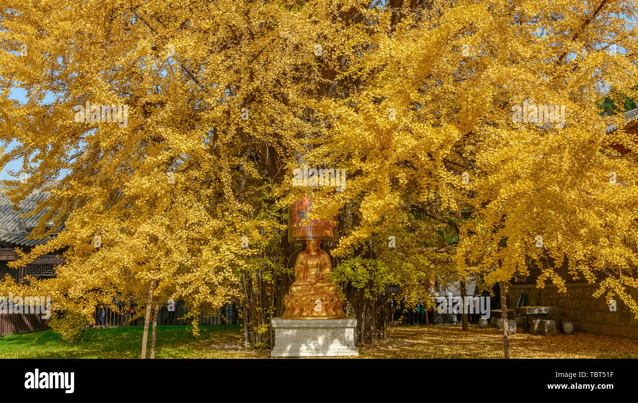 Photographs of the ancient Guanyin Zen Temple in Xi'an City, containing ...