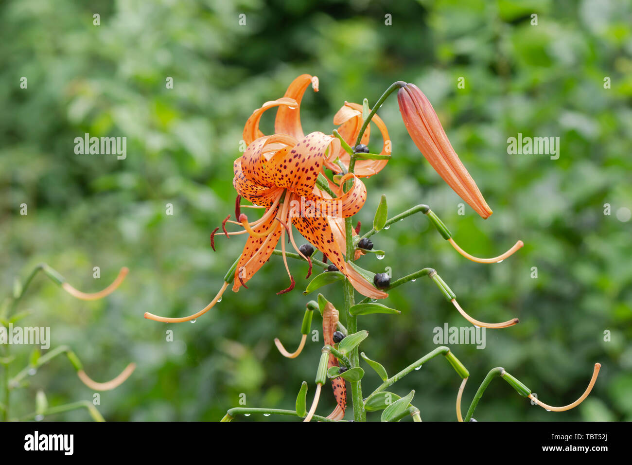 One flower, one world Stock Photo - Alamy