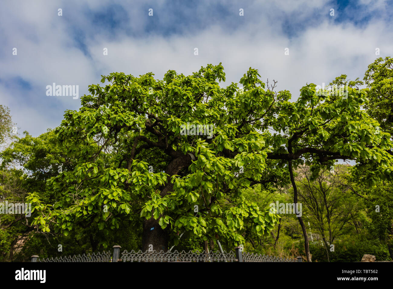 A Scene of the Old Tree Oak in Dandong Hill, Liaoning Province Stock ...