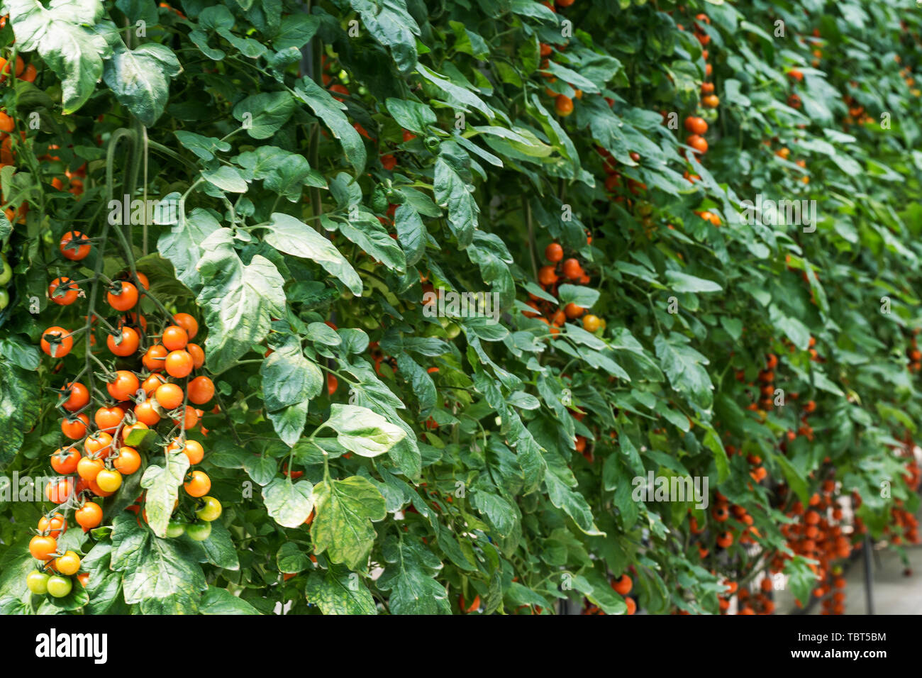 Growth and development crops berries hi-res stock photography and ...