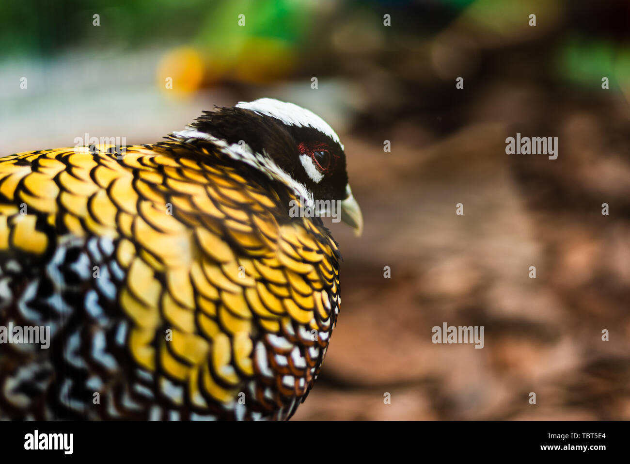 Pheasant claws hi-res stock photography and images - Alamy