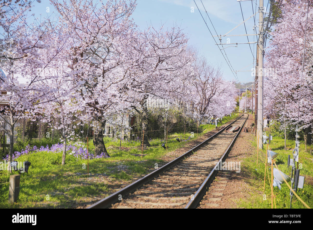 Kyoto Lan electric cherry blossom train Stock Photo - Alamy