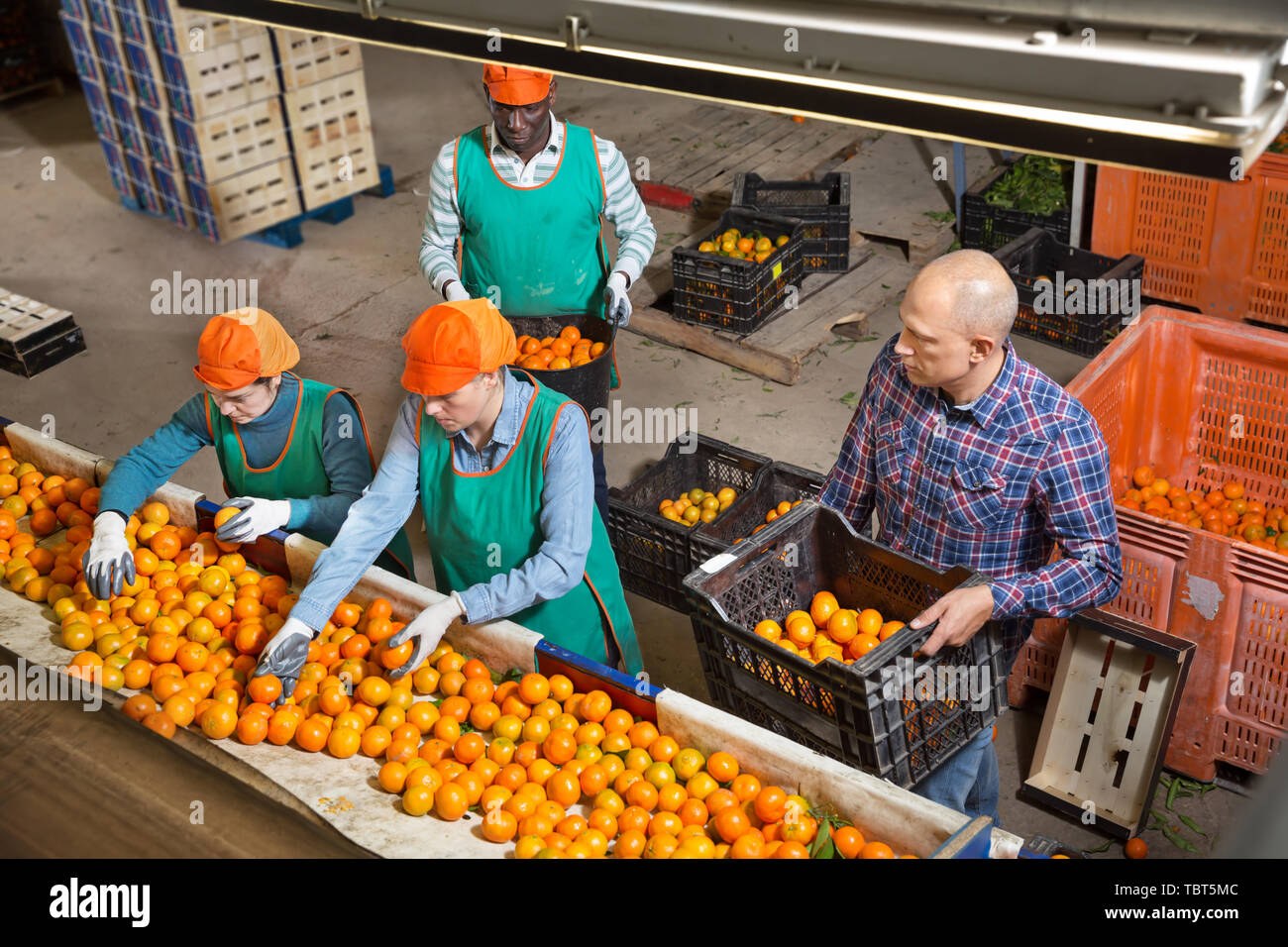 Female and male employees working on the producing sorting line at ...