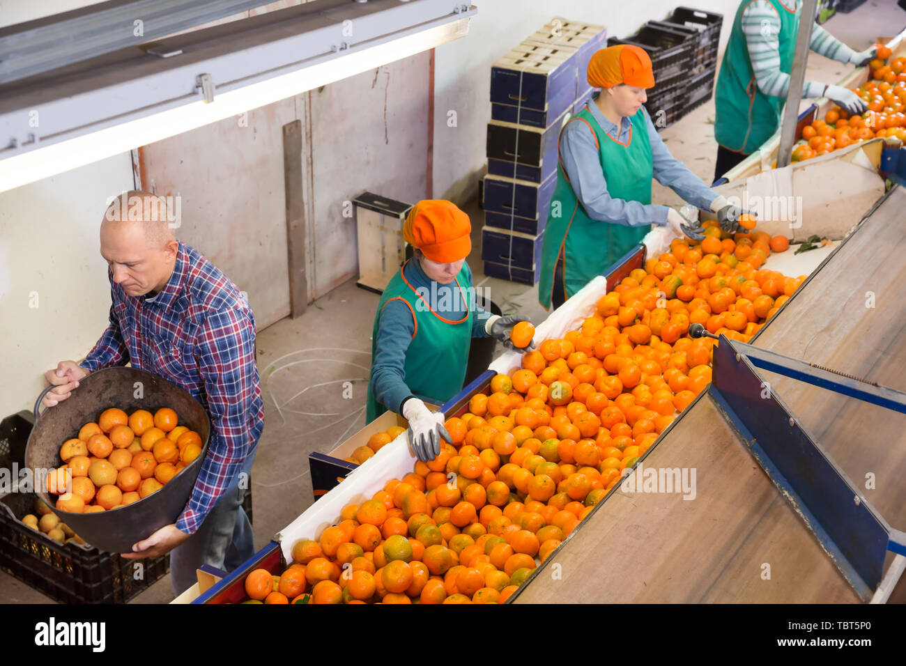 Female and male employees working on producing sorting line at a fruit ...