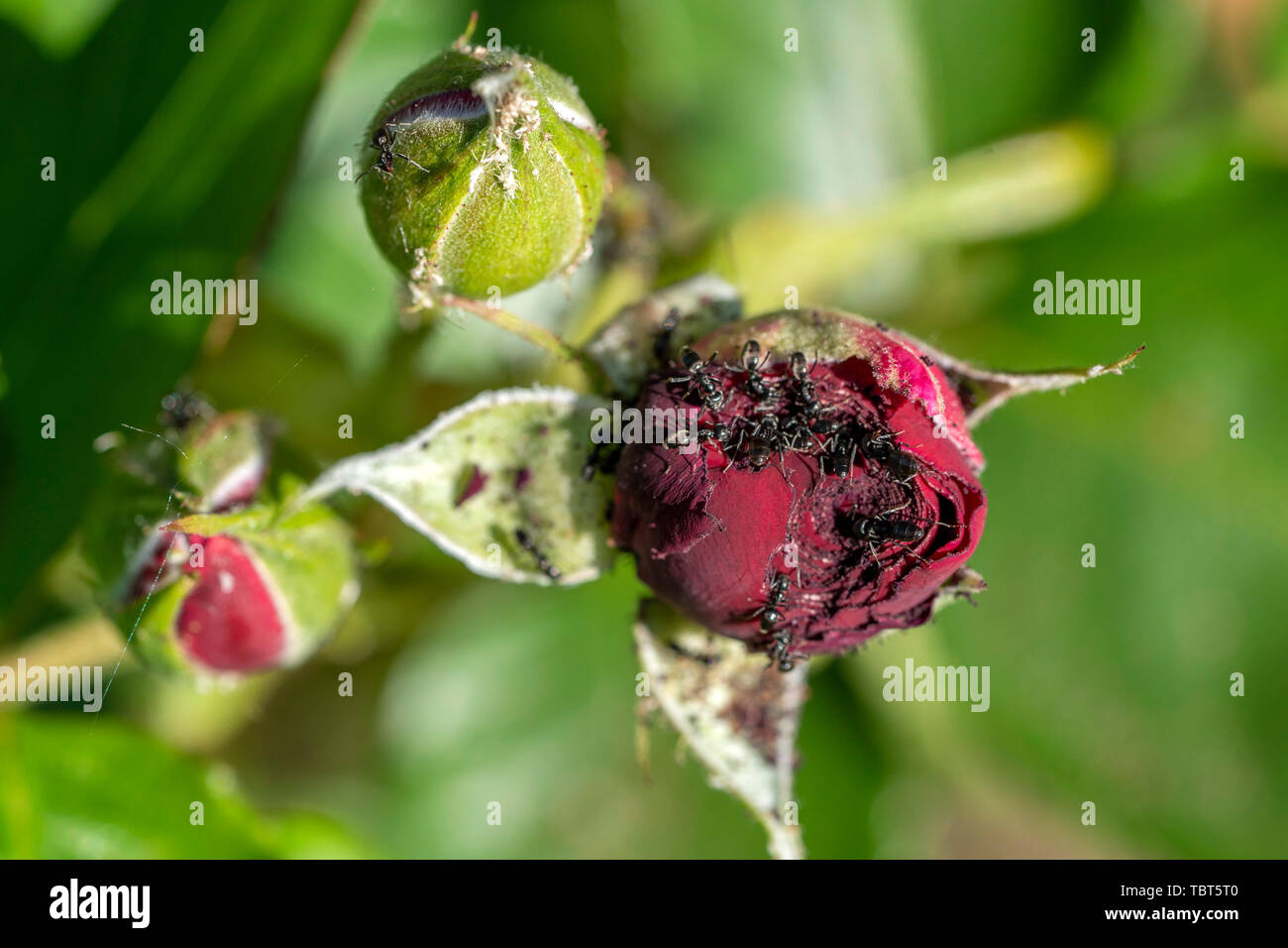 red rose infested by ants macro Stock Photo - Alamy