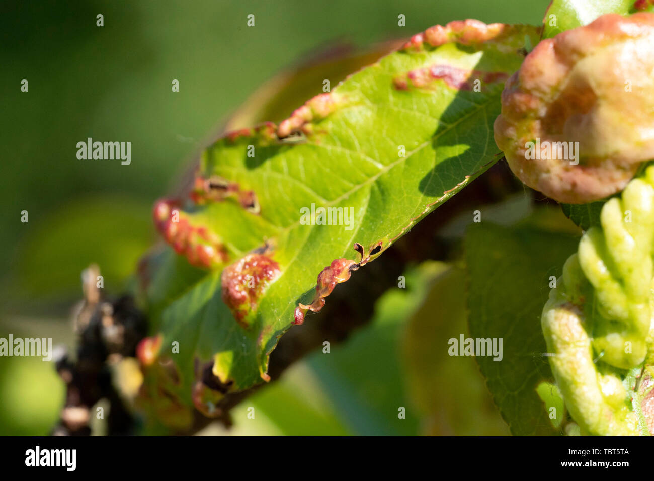 Nectarine tree fruit damage hi-res stock photography and images - Alamy