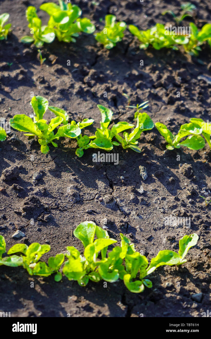 Green shoots in the garden. Seedling growing out of dark compost soil ...
