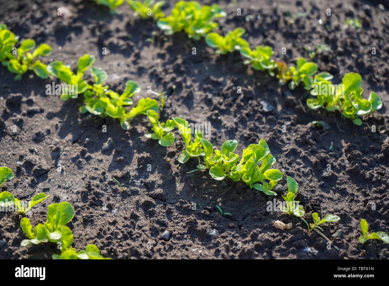 Green shoots in the garden. Seedling growing out of dark compost soil ...