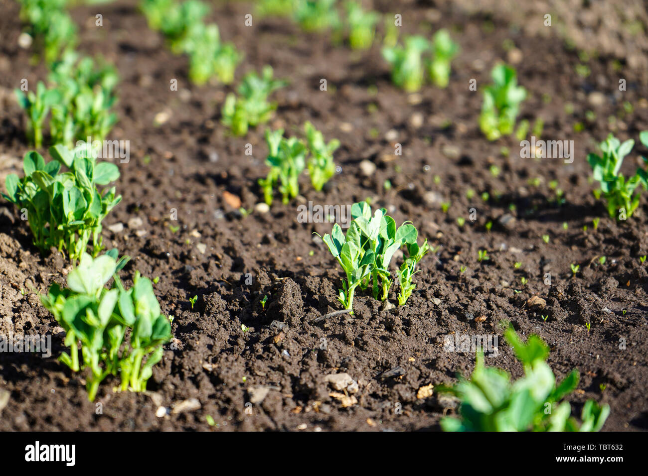 Green shoots in the garden. Seedling growing out of dark compost soil ...