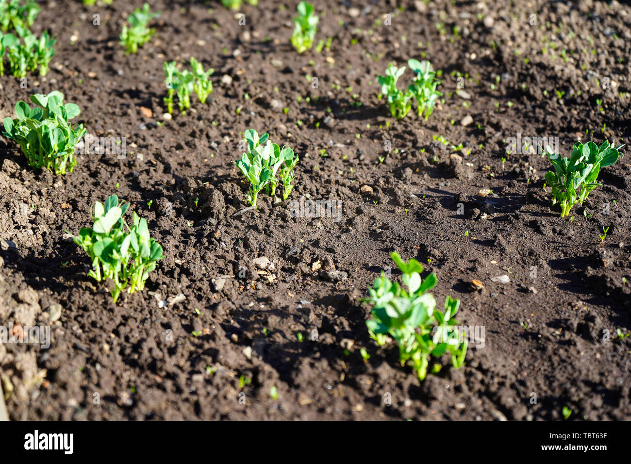 Green shoots in the garden. Seedling growing out of dark compost soil ...