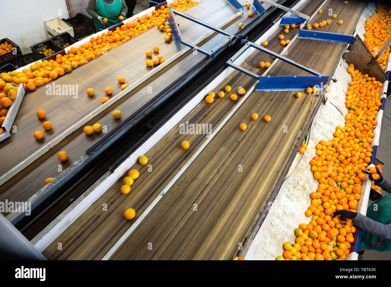 Industrial modern tech production sorting line of ripe tasty citrus ...