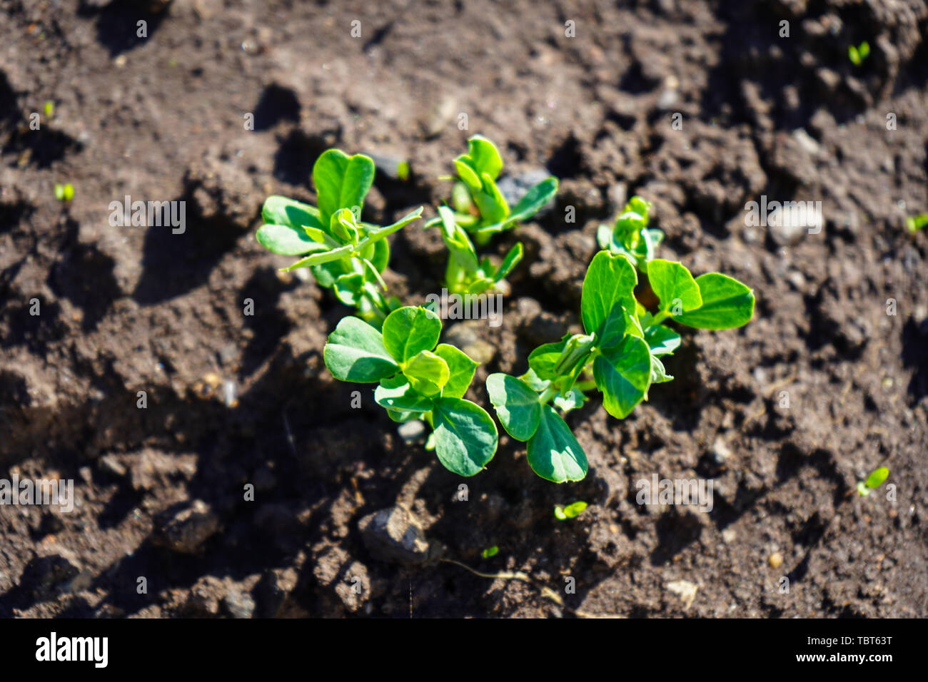 Green shoots in the garden. Seedling growing out of dark compost soil ...
