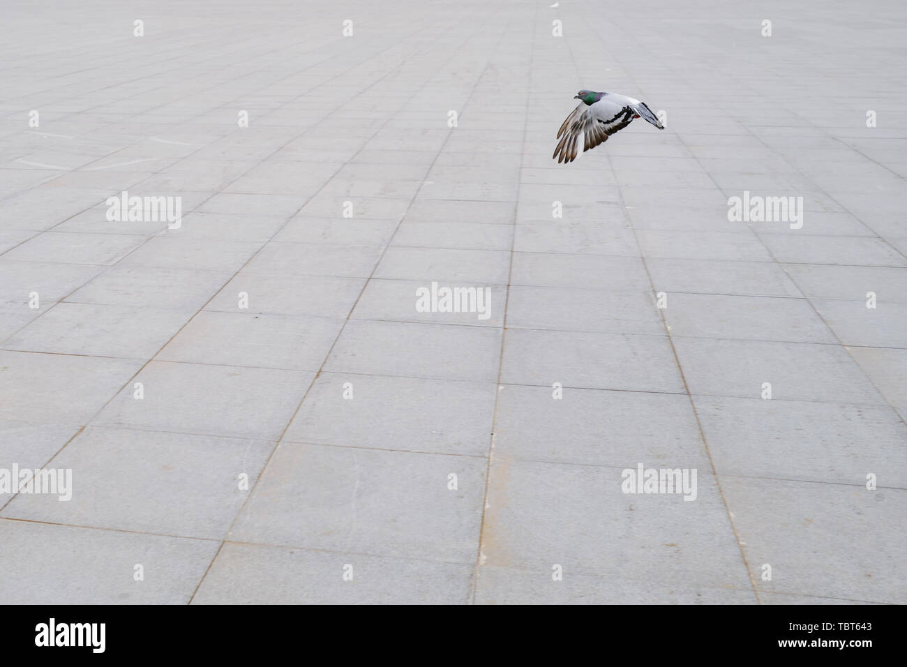 A pigeon flying across the square Stock Photo - Alamy