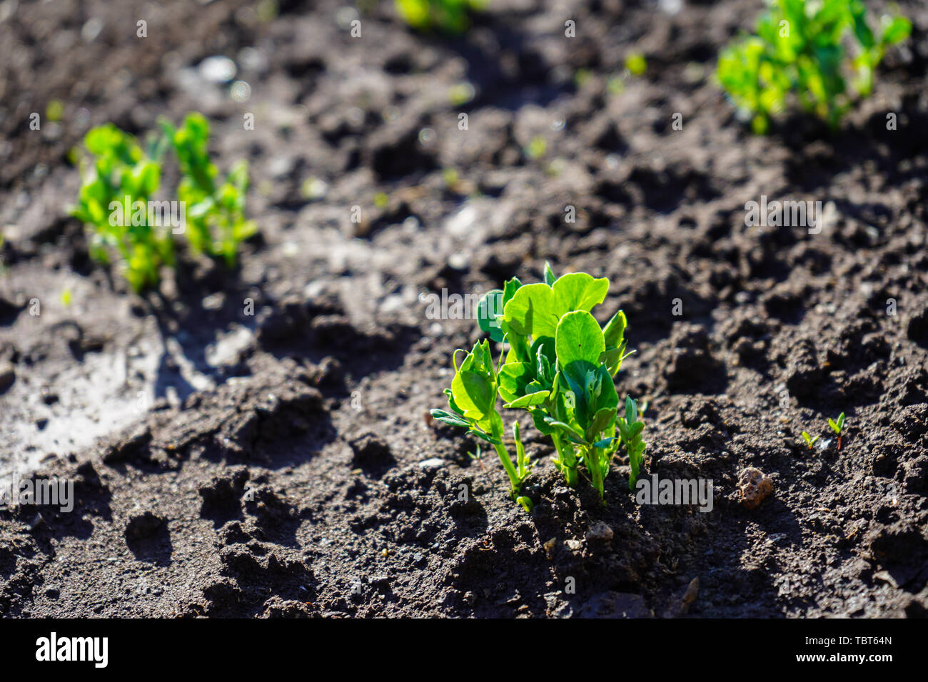 Green shoots in the garden. Seedling growing out of dark compost soil ...