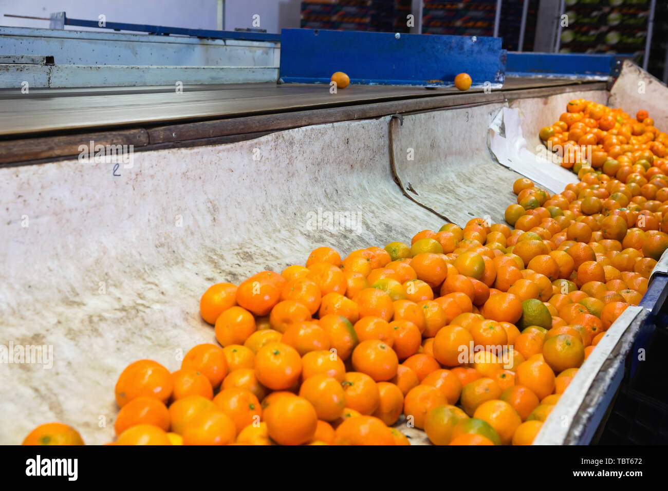 Industrial modern production sorting line of ripe sweet tasty citrus ...