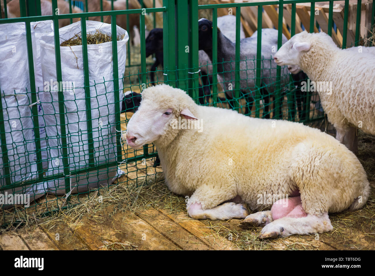 Testicle hi-res stock photography and images - Alamy