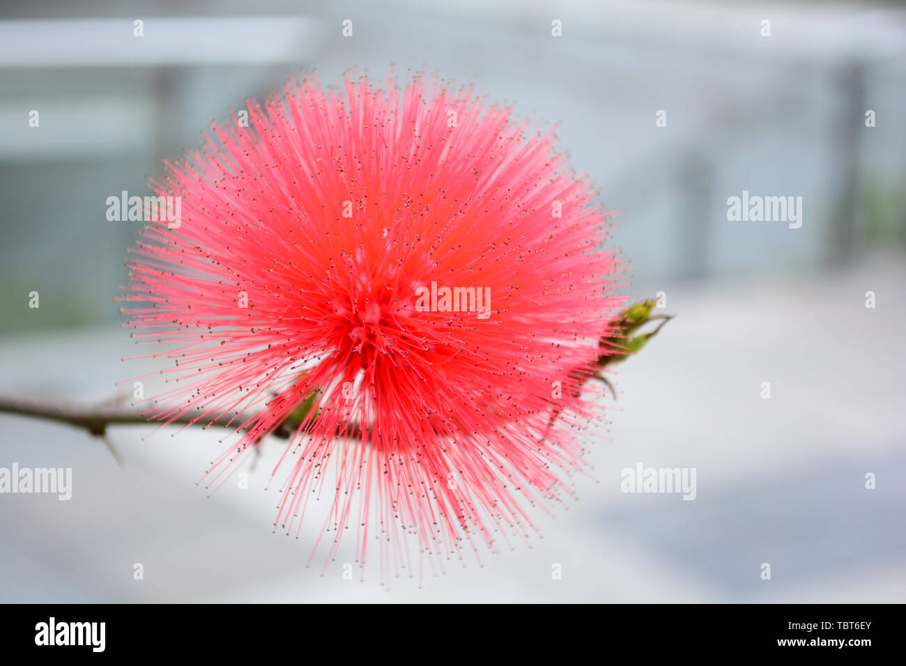 It is a tropical tree native to the guangdong hi-res stock photography ...