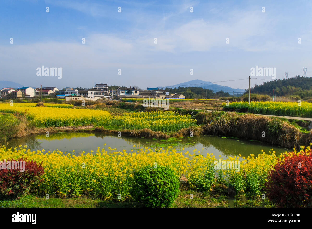 Anhui rapeseed hi-res stock photography and images - Alamy
