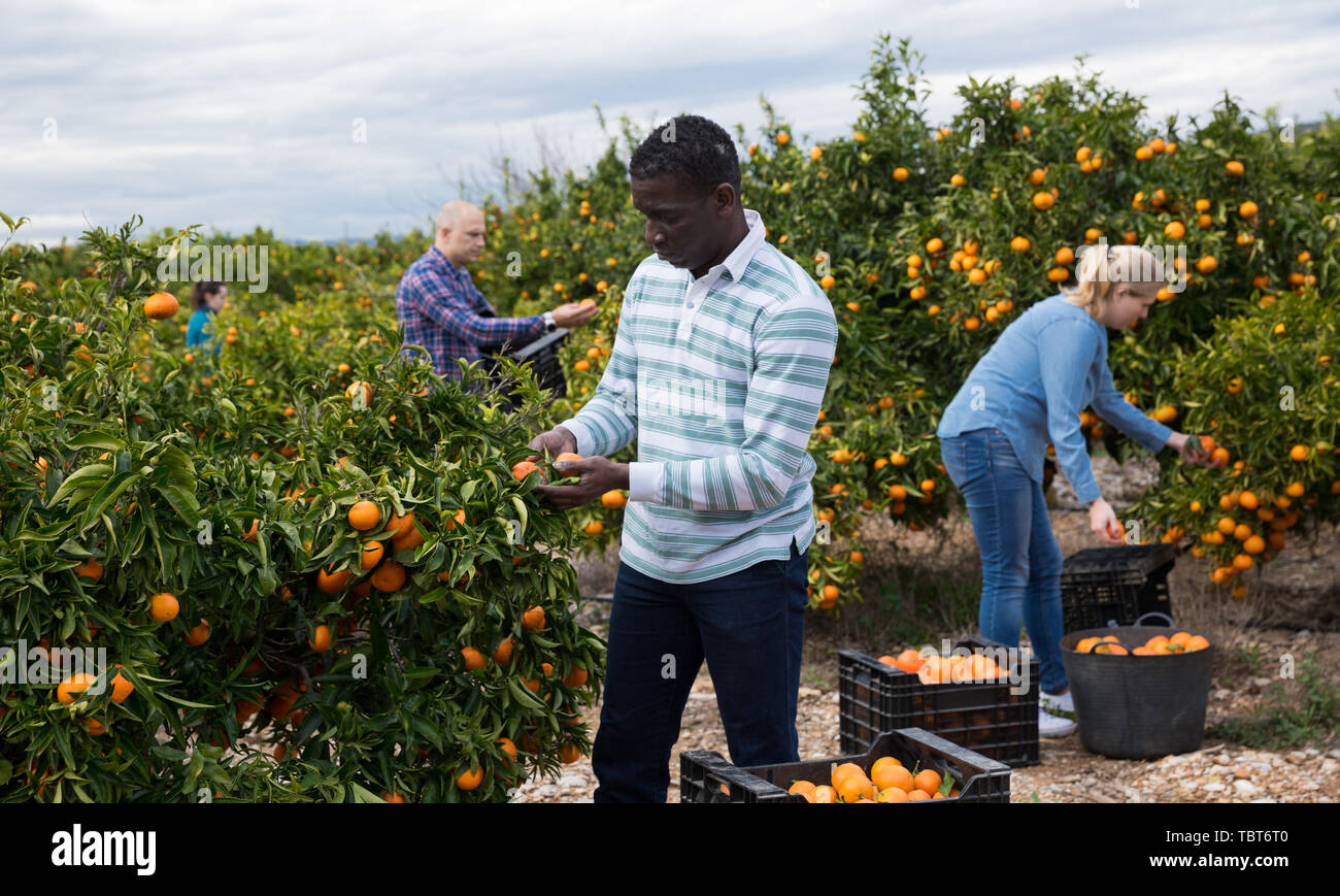 Successful male owner of citrus farm gathering harvest of ripe ...