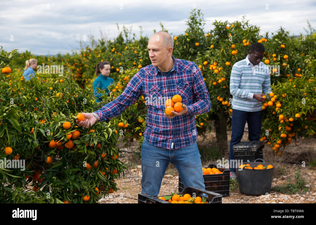 Portrait of adult farmers in process of harvesting tangerines on ...