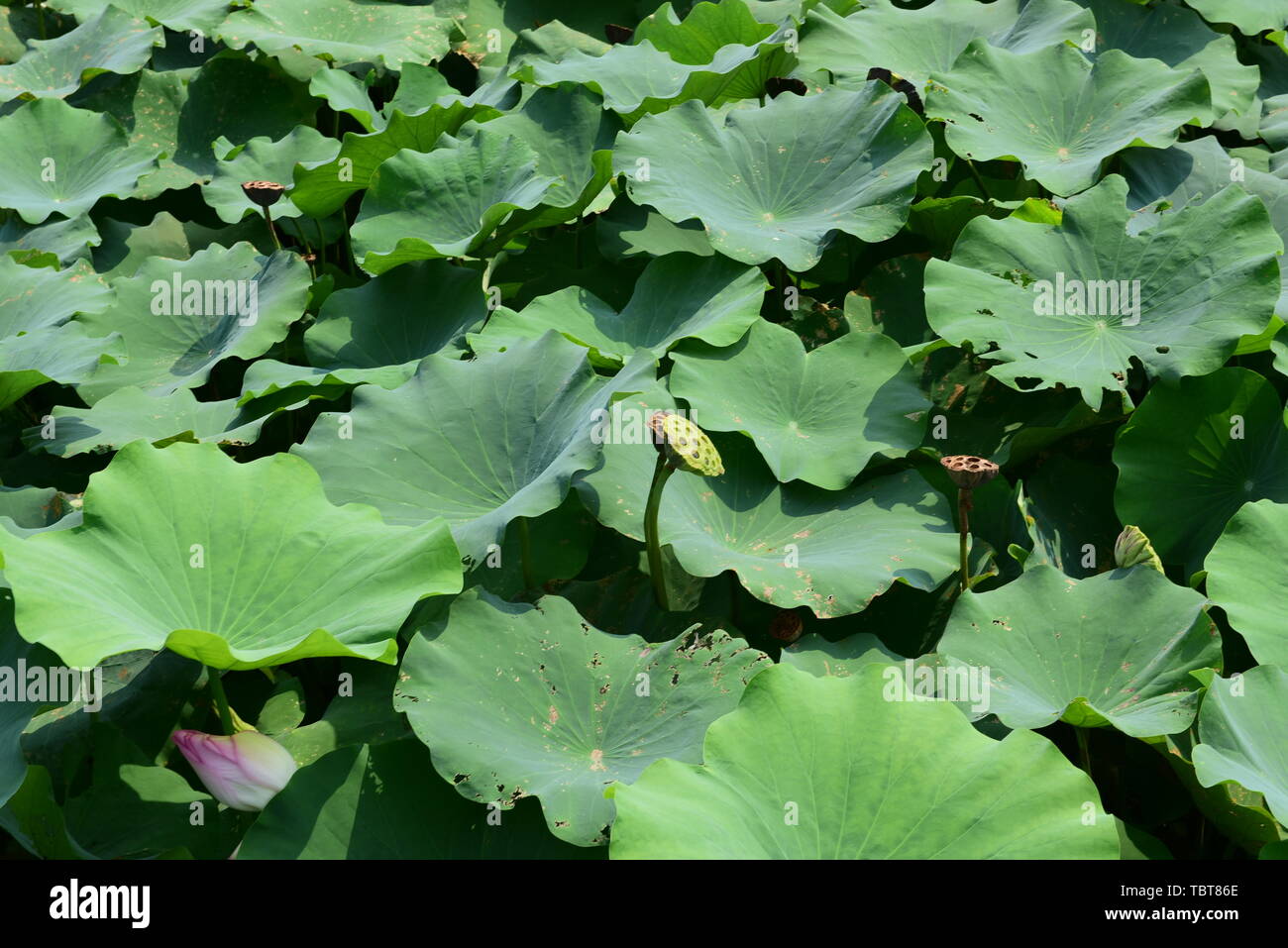 Scenery of lotus pond, Nanputuo Temple, Fujian Stock Photo - Alamy