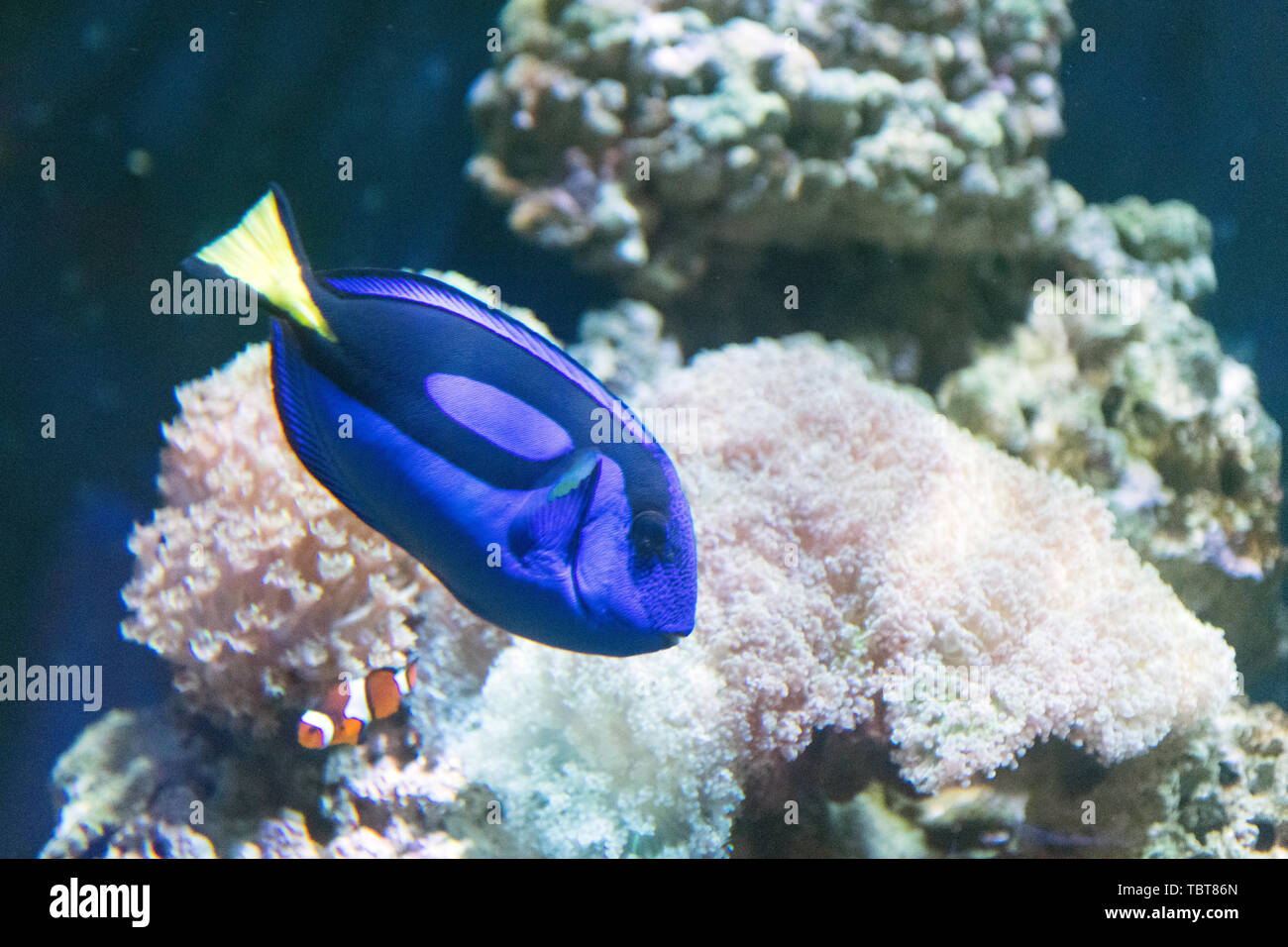 Blue Tang king fish Stock Photo - Alamy