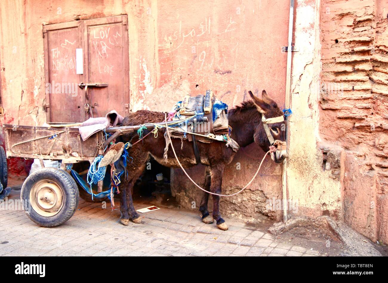 Moroccan donkeys hi-res stock photography and images - Alamy
