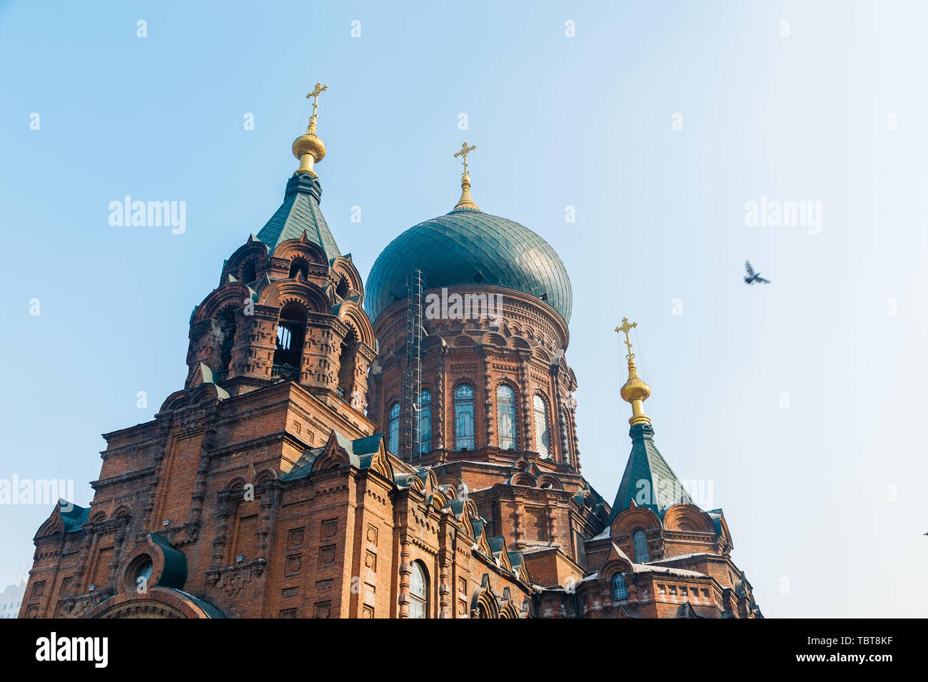 Harbin a bird hi-res stock photography and images - Alamy