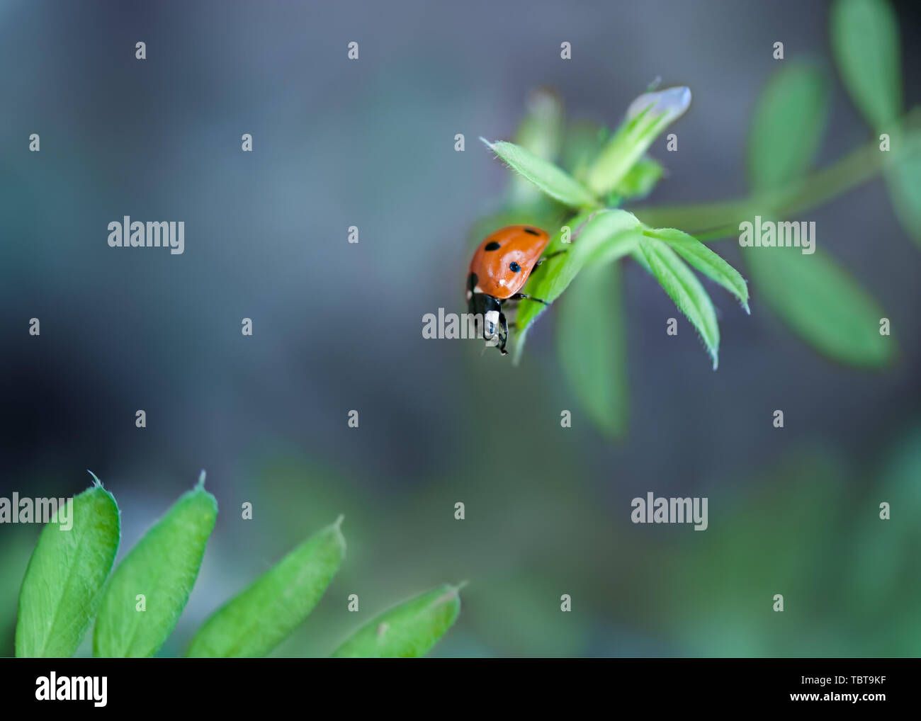 Seven butterflies hi-res stock photography and images - Alamy