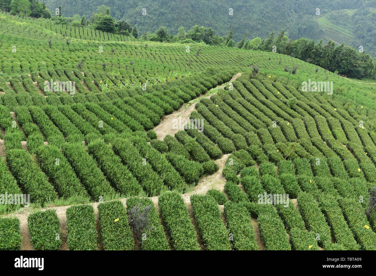 Tea garden scenery Stock Photo - Alamy