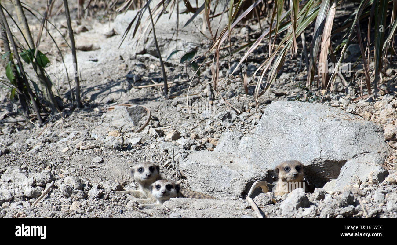 Yagor zoo hi-res stock photography and images - Alamy