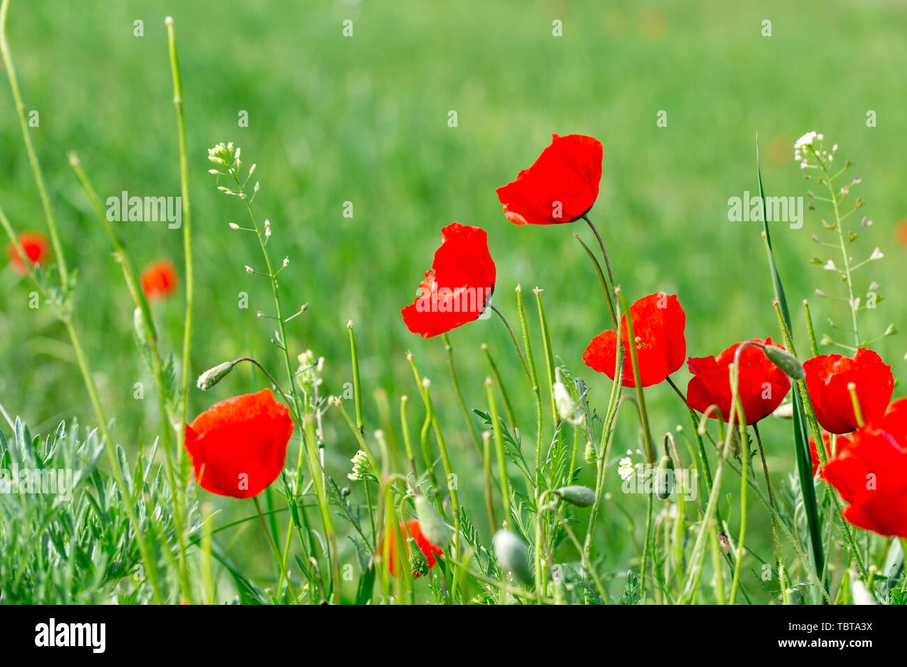 Poppies Beautiful flowering meadow of poppies in the rays of the ...