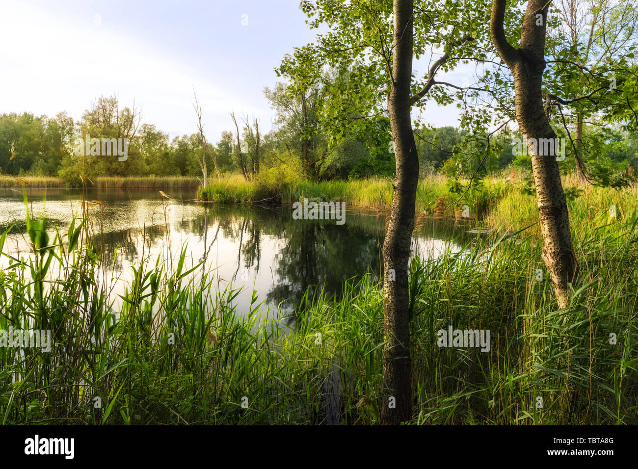 Beautiful small lake at golden hour Stock Photo - Alamy