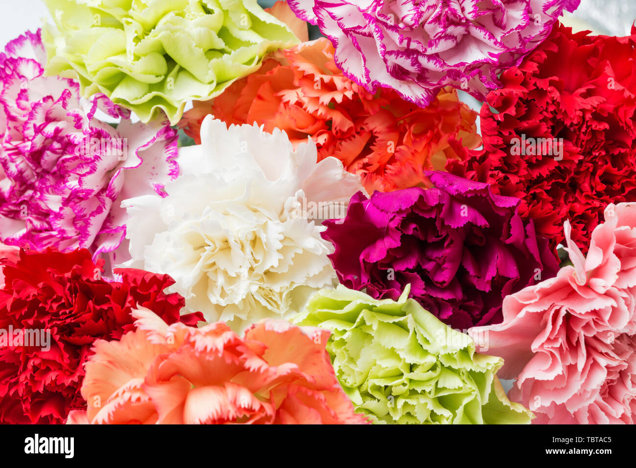 A beautiful carnation in full bloom Stock Photo - Alamy
