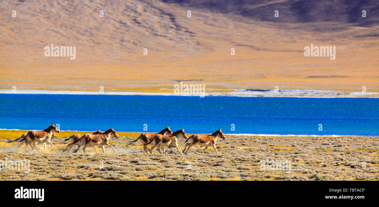 Tibetan wild donkey of Ali, Tibet Stock Photo - Alamy