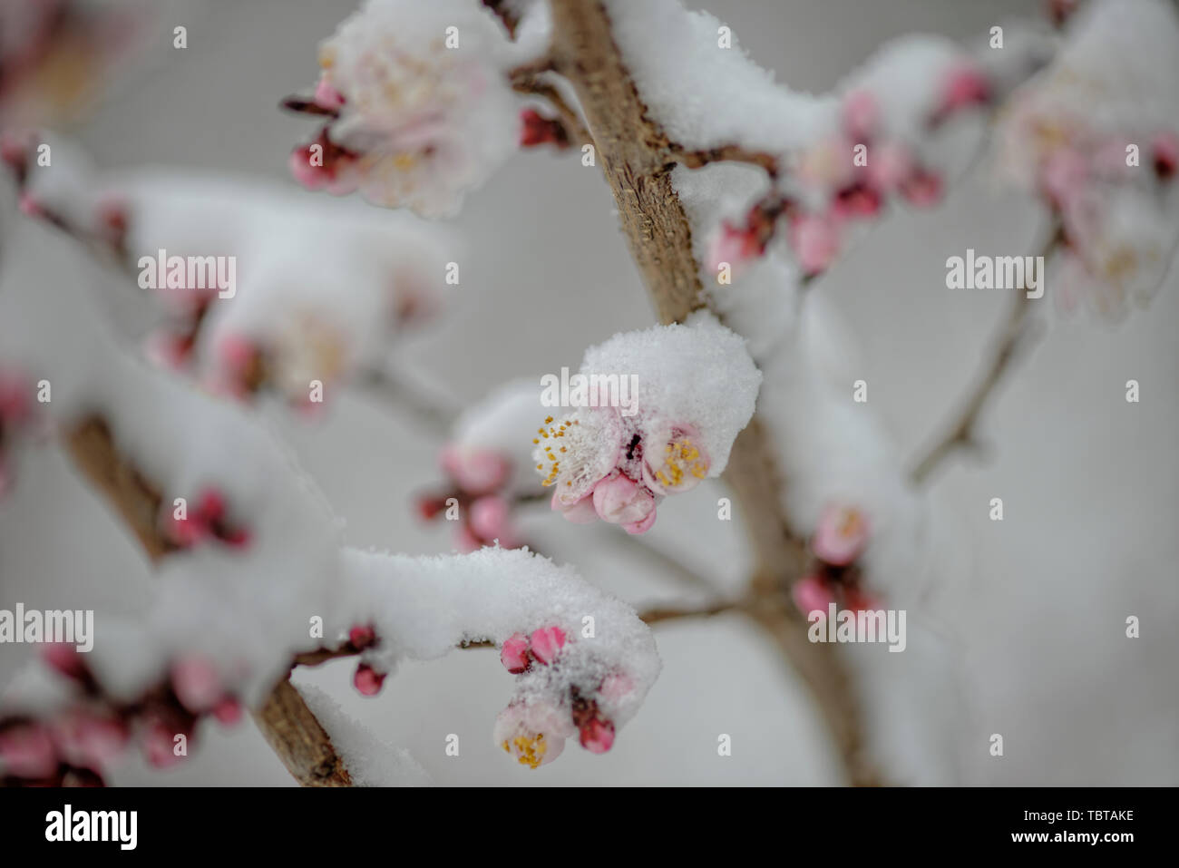 Apricot blossoms in spring snow Stock Photo - Alamy