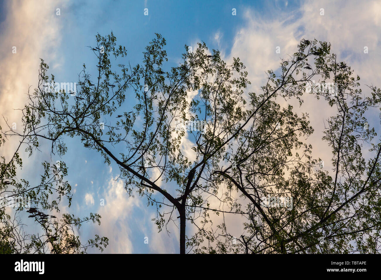 Blue sky, white clouds, tree background Stock Photo - Alamy