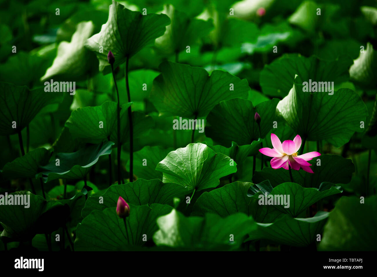 Foreign leaves and lotus flowers bloom hi-res stock photography and ...