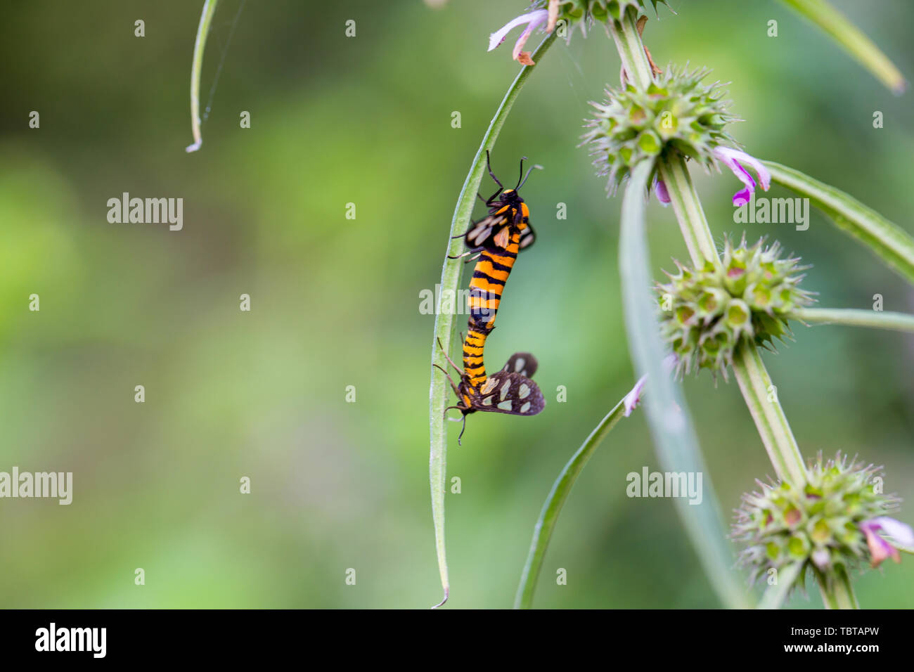 Lawn moths hi-res stock photography and images - Alamy