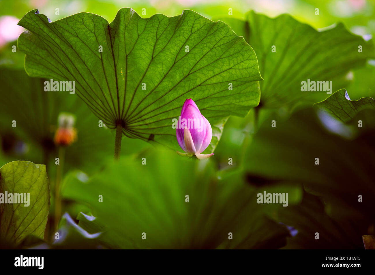Beautiful in summer planting grain hi-res stock photography and images ...