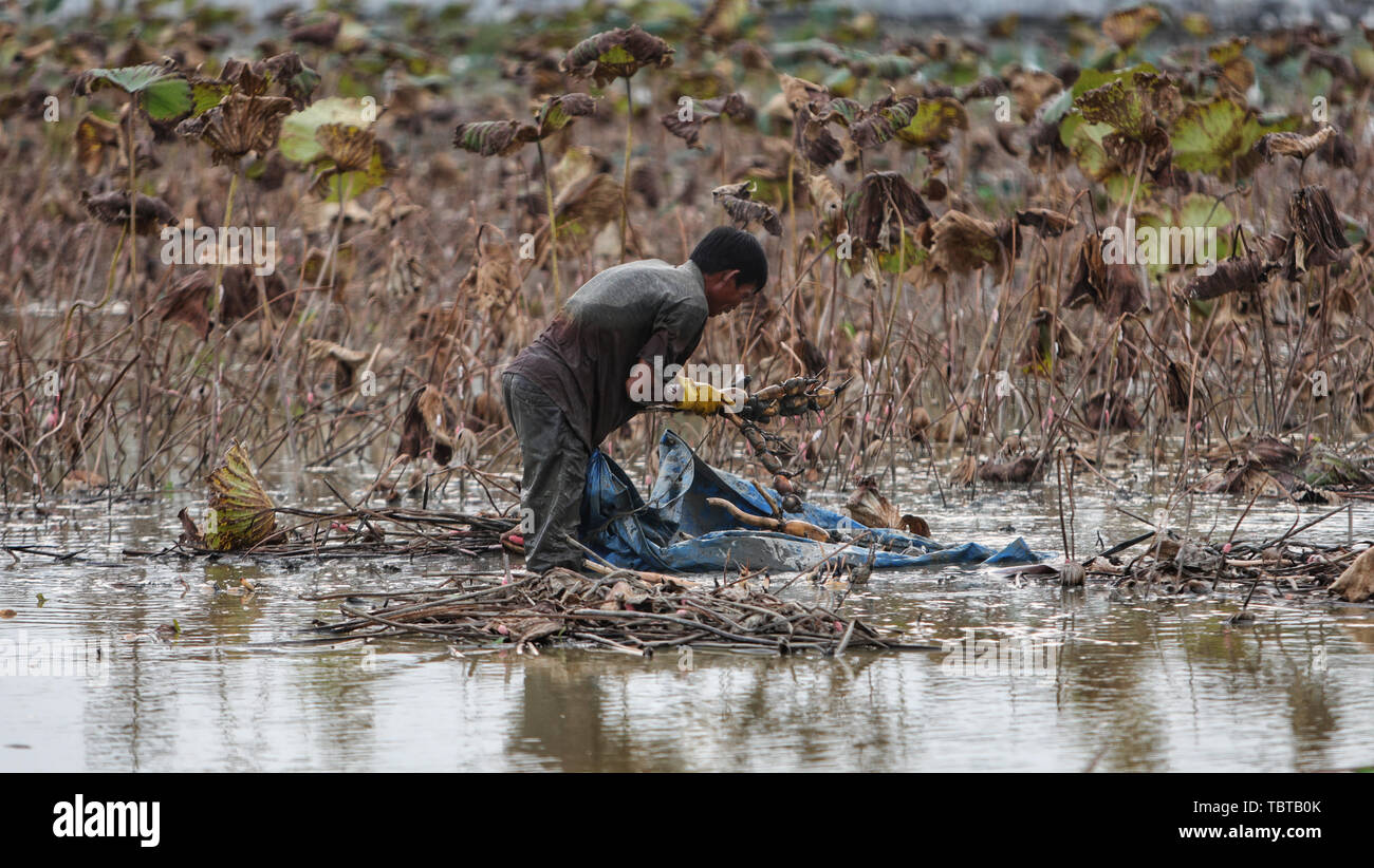 The lotus root digger in the mud Stock Photo - Alamy
