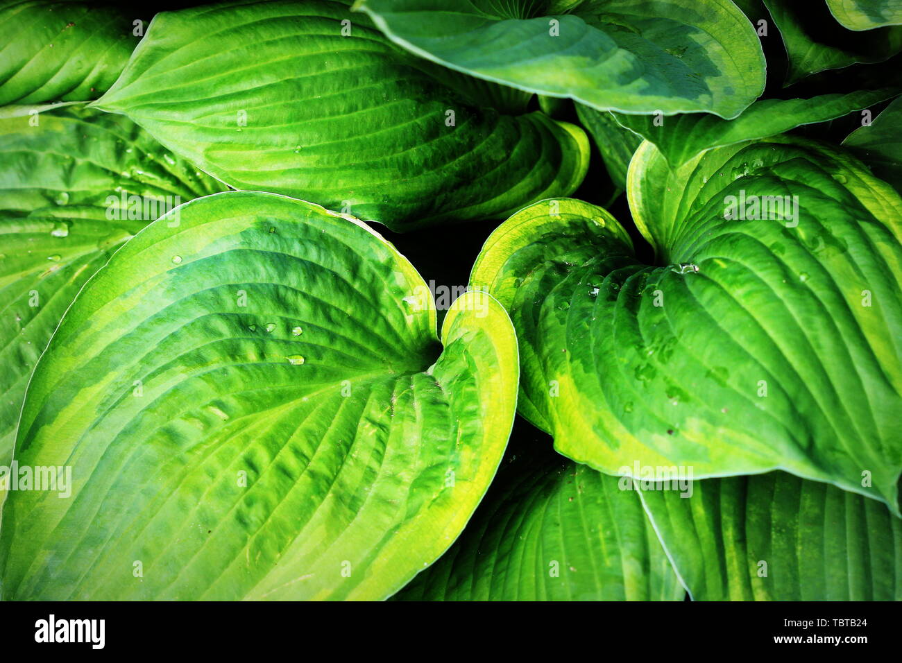 Hosta leaves pattern background. Summer plants wallpaper. Hosta lily ...
