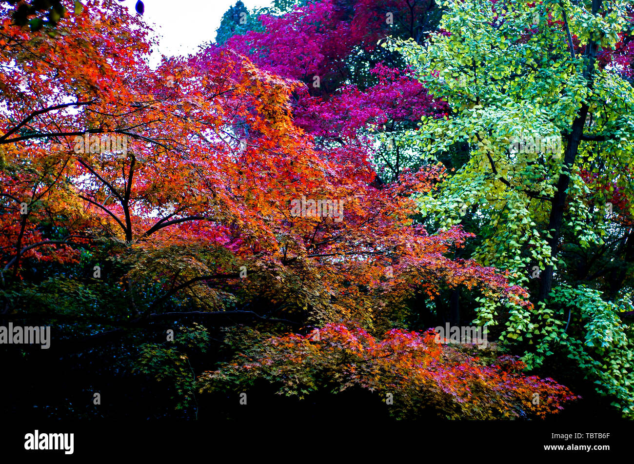 Autumn color of Huqiu, Suzhou Stock Photo - Alamy