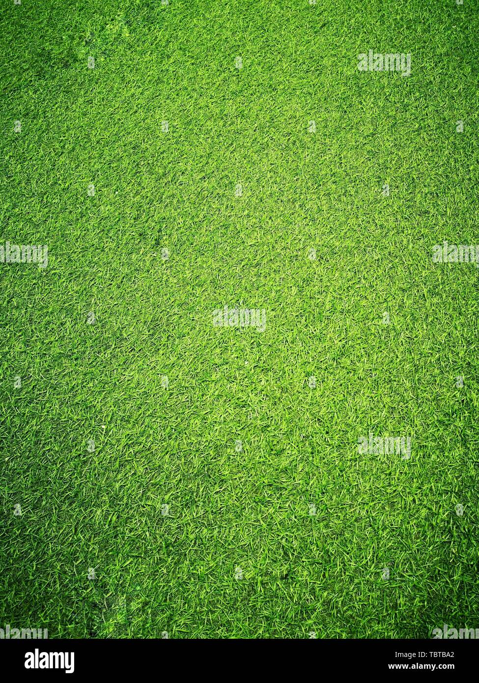 Green grass background Stock Photo - Alamy