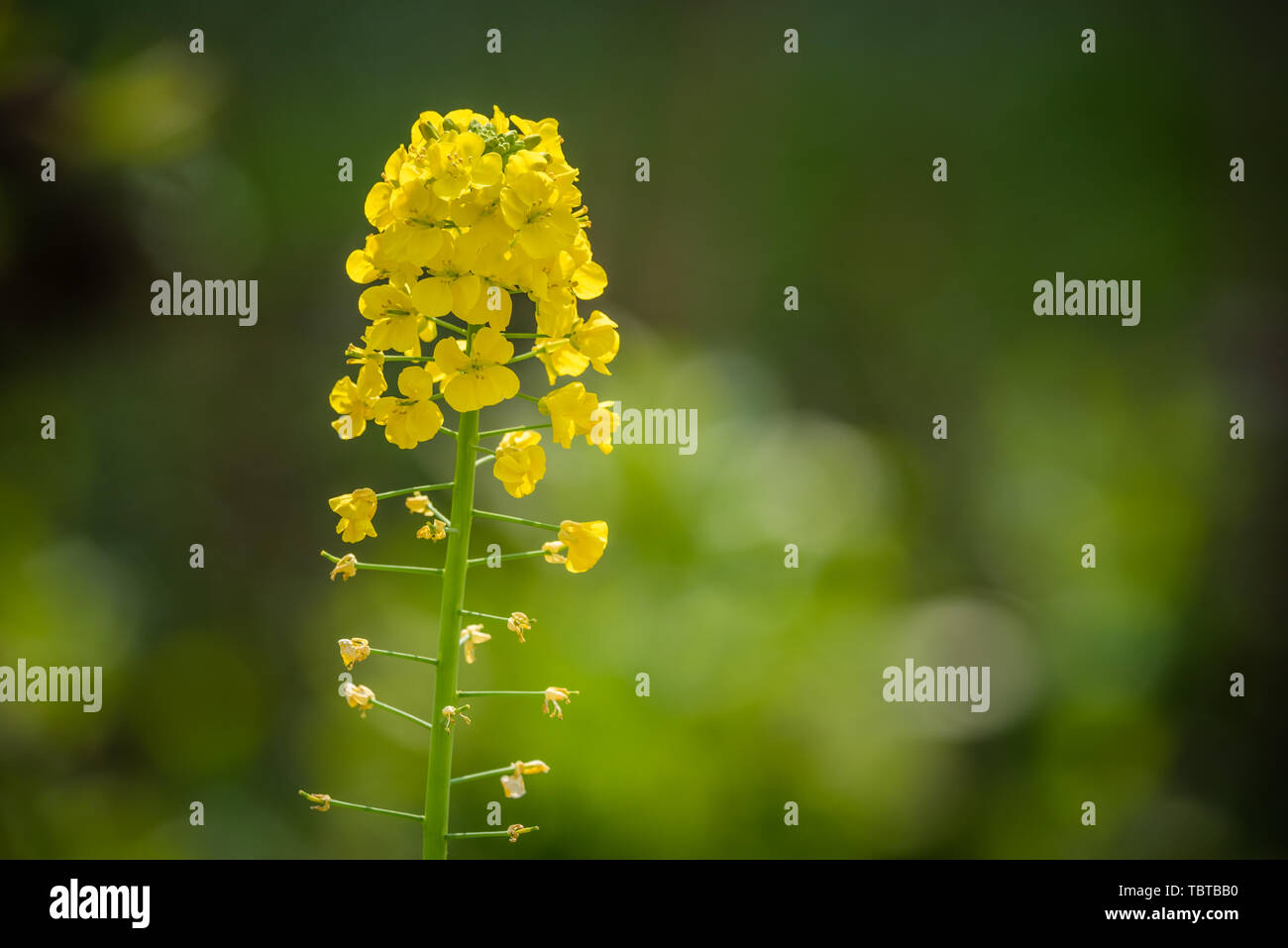 Rapeseed flower field Stock Photo - Alamy