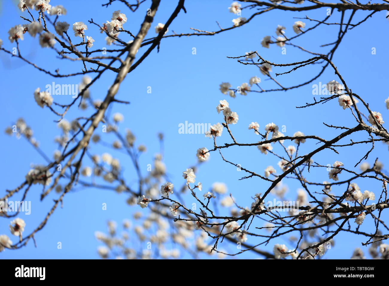 Spring cherry blossoms Stock Photo - Alamy